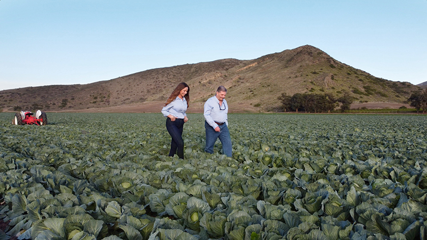 Packaged salad growers reinvent and refine the category, despite ...